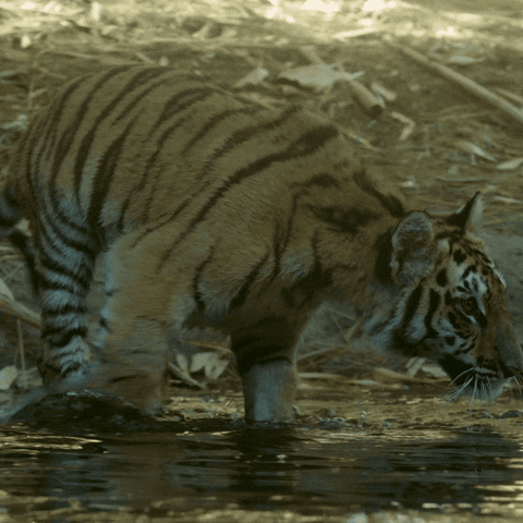 Tiger Walking Gif