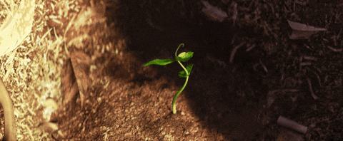 Wall-E Spring GIF by Disney Pixar - Find & Share on GIPHY