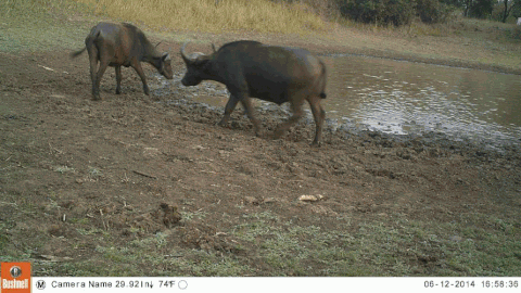 Buffalo GIF - Find & Share on GIPHY