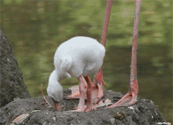 Flamingo GIF - Find & Share on GIPHY