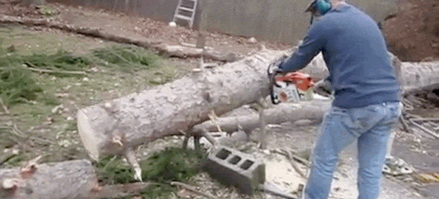 Man Cutting Down Tree GIFs - Find & Share on GIPHY
