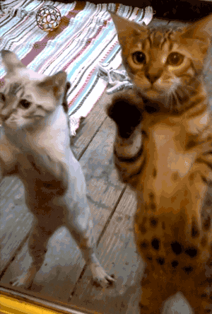 Katter GIF - Find & Share on GIPHY