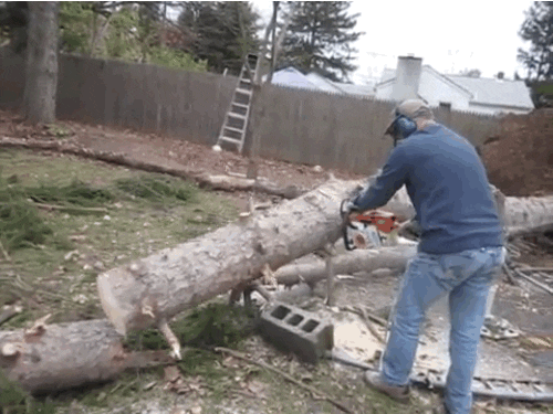 Cut GIFs - Find & Share on GIPHY