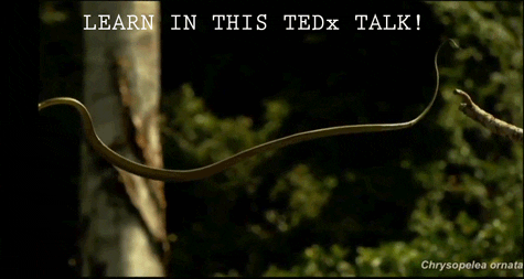 Flying Snake Gif