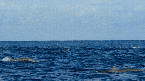 Can we separate travel forms - General Discussion - World of Warcraft ...