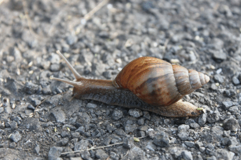 Snail GIF - Find & Share on GIPHY