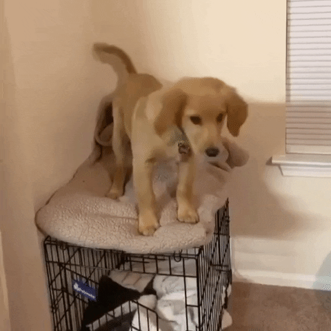 Golden Retriever Falling GIF - Find & Share on GIPHY