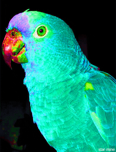 Rainbow Birds GIF - Find & Share on GIPHY