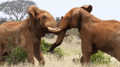 Elephant Documentary GIF by Apple TV - Find & Share on GIPHY