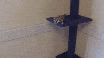 Slow Motion GIF - Find & Share on GIPHY