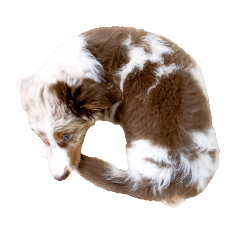 Australian Shepherd Spinning Sticker for iOS & Android | GIPHY