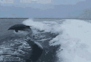 Swimming GIFs - Get the best GIF on GIPHY