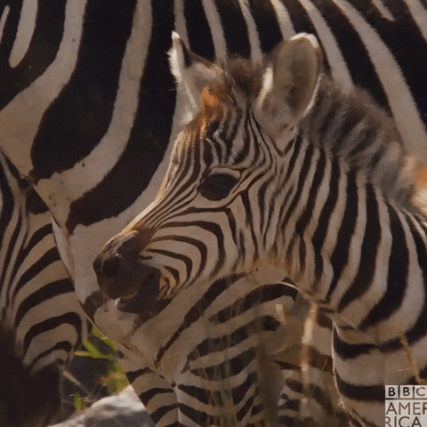 Wildlife Zebra GIF by BBC America - Find & Share on GIPHY