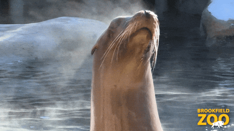 Sea Lion GIFs - Find & Share on GIPHY