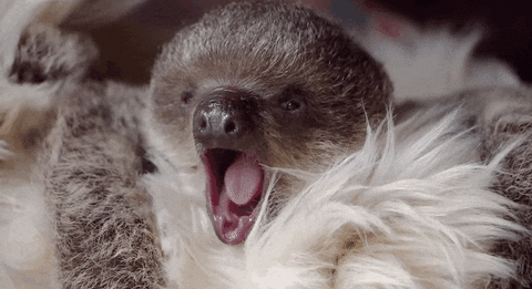 Sloth GIF - Find & Share on GIPHY