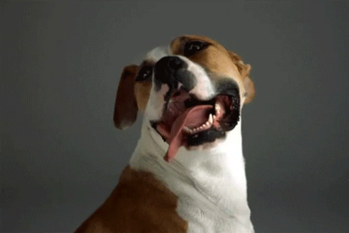 Animation Dog GIF by weinventyou - Find & Share on GIPHY