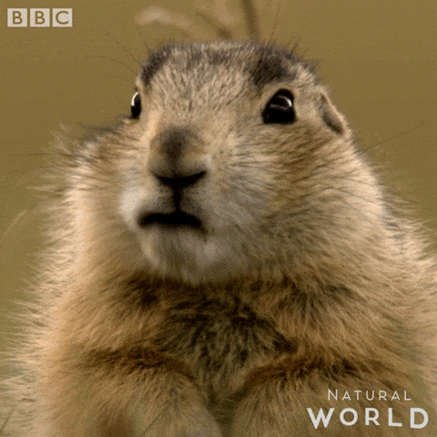 Natural World What GIF by BBC Earth - Find & Share on GIPHY