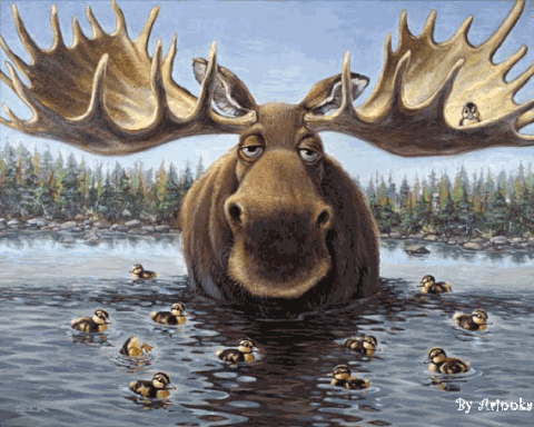Moose GIF - Find & Share on GIPHY