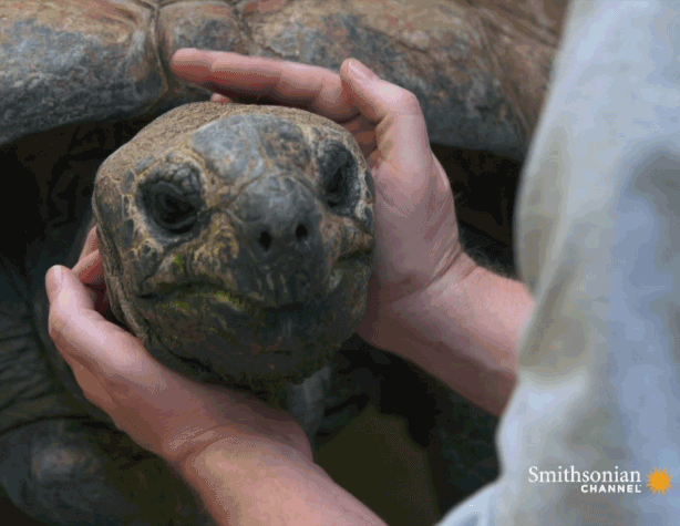 Tortoise Aldabra GIF - Find & Share on GIPHY