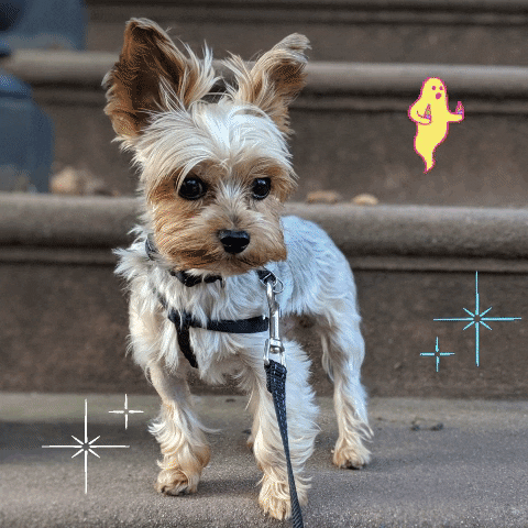 Trick Or Treat Dog GIF by Amy - Find & Share on GIPHY