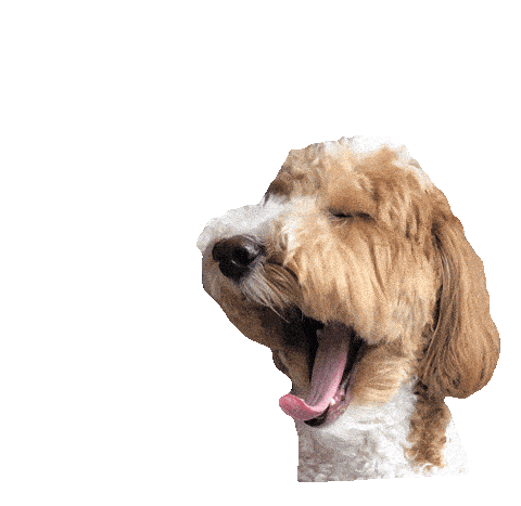 Tired Australian Labradoodle Sticker for iOS & Android | GIPHY