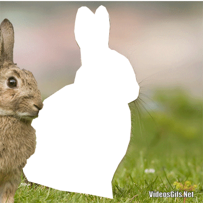 Capture the Rabbit - VideosGifs.com