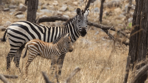Tanzania Yzexperts GIF by Yellow Zebra Safaris - Find & Share on GIPHY