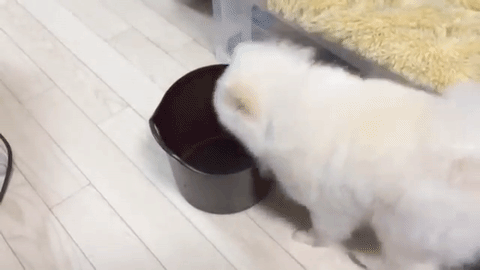 List Bucket GIF - Find & Share on GIPHY