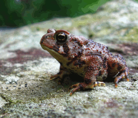 Toad GIF - Find & Share on GIPHY