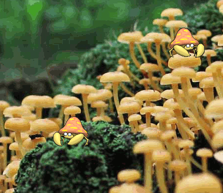 Mushrooms GIF - Find & Share on GIPHY