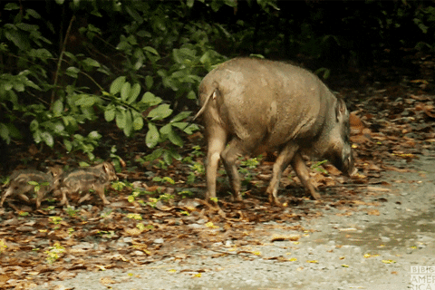 Wild City Family GIF by BBC America - Find & Share on GIPHY