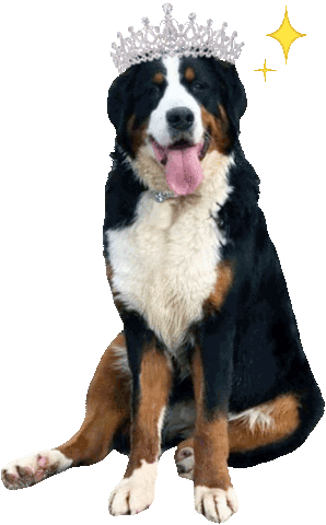 Animated Sticker for iOS & Android | GIPHY