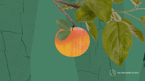 Animation Fruits GIF by The Explainer Studio - Find & Share on GIPHY