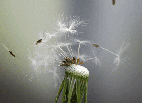 Dandelion GIF - Find & Share on GIPHY