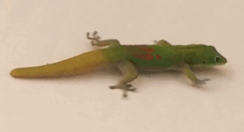Gecko GIF - Find & Share on GIPHY