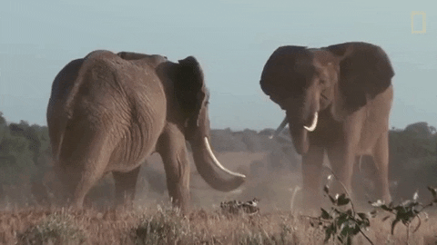 National Geographic Elephant GIF by Nat Geo Wild - Find & Share on GIPHY