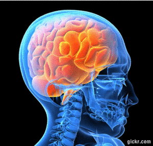 Brain GIF - Find & Share on GIPHY