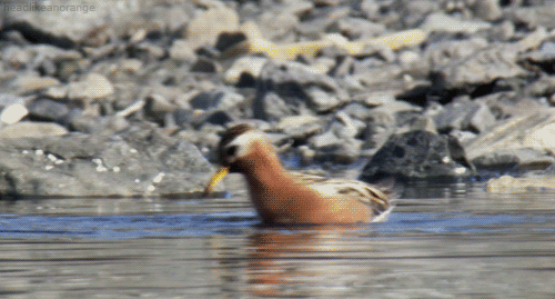 Frozen Planet Bird GIF by Head Like an Orange - Find & Share on GIPHY