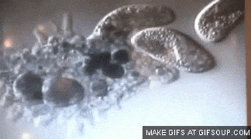 Paramecium GIFs - Get the best GIF on GIPHY