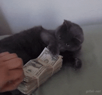 10 Of The Funniest Gifs Where Cats Show Their True Catty Sides 