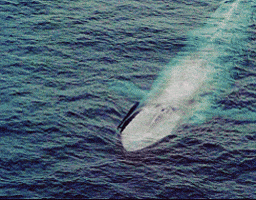 Blue Whale GIFs - Get the best GIF on GIPHY
