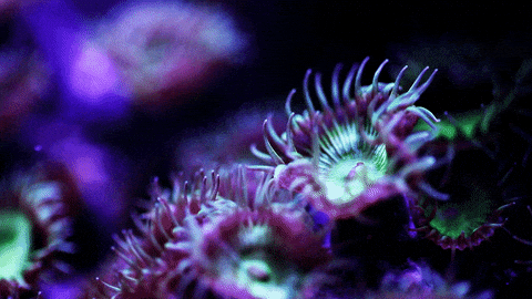 Macro Coral GIF - Find & Share on GIPHY
