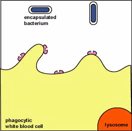 Bacteria GIF - Find & Share on GIPHY