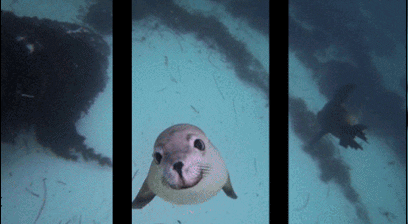Seal GIF - Find & Share on GIPHY