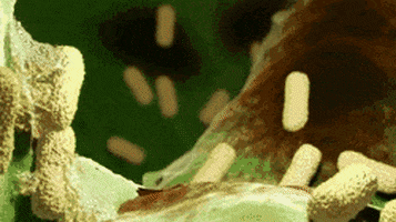 Biology Plants GIF - Find & Share on GIPHY
