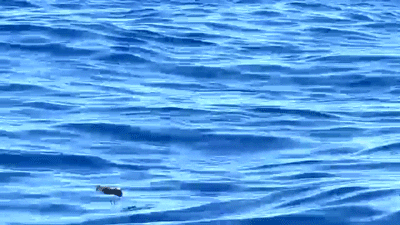 Water GIF - Find & Share on GIPHY