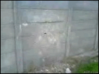 Wall GIF - Find & Share on GIPHY