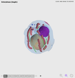 Cell GIFs - Find & Share on GIPHY