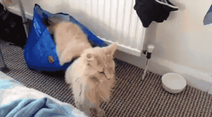 23 Startled Cats Losing Their Dang Minds | Cuteness