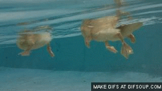 Ducks GIFs - Find & Share on GIPHY